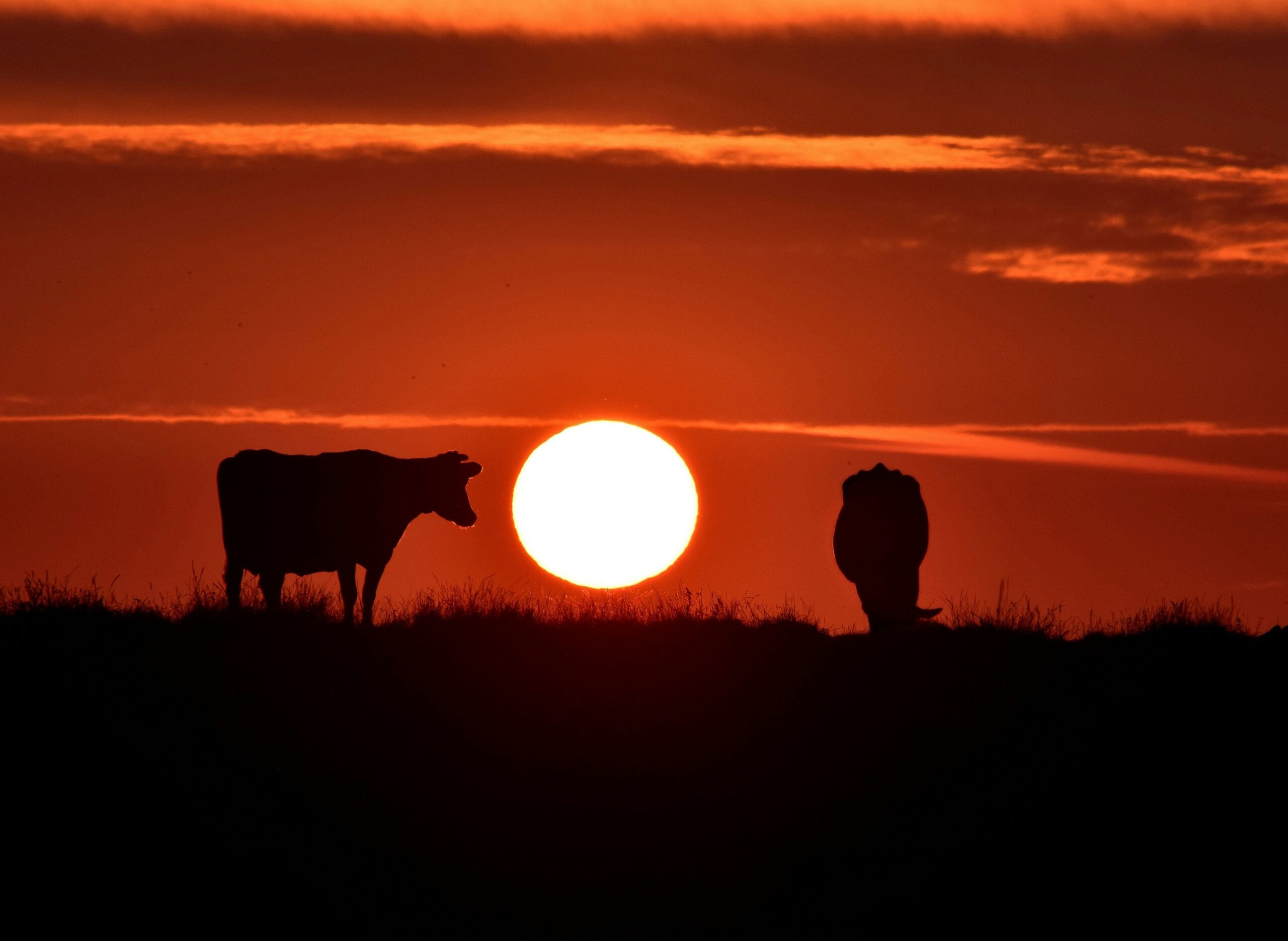 The Astonishing Significance of Red Heifers in Our Day | ONE FOR ISRAEL ...