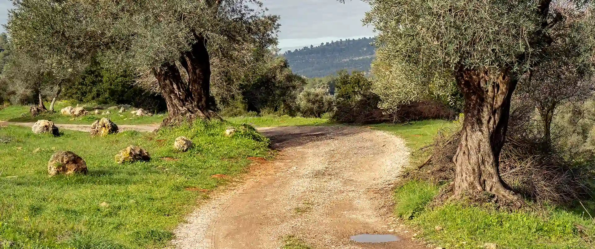 Walking the Emmaus road | ONE FOR ISRAEL Ministry