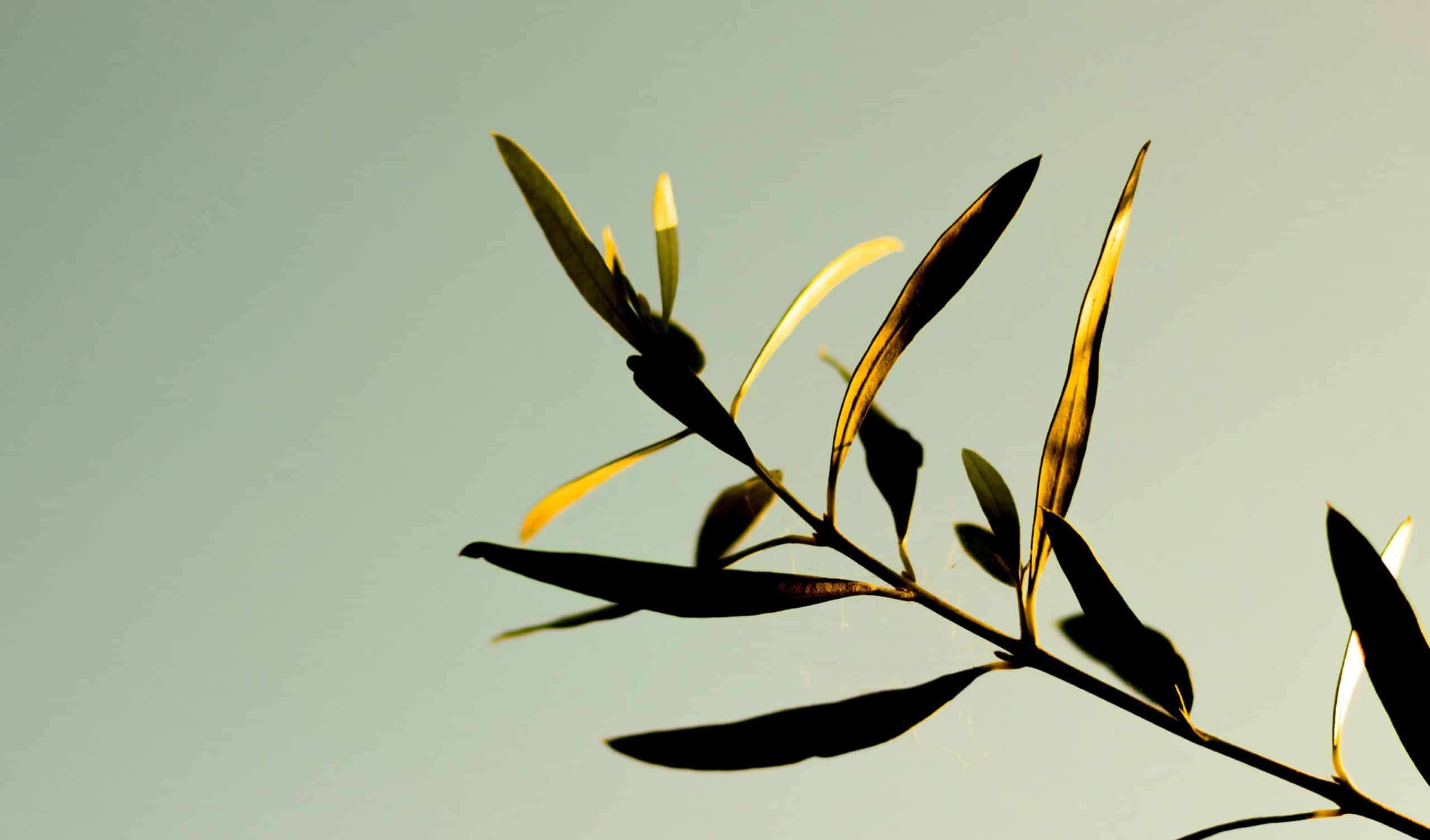 The Symbolism of the Olive Branch | ONE FOR ISRAEL Ministry