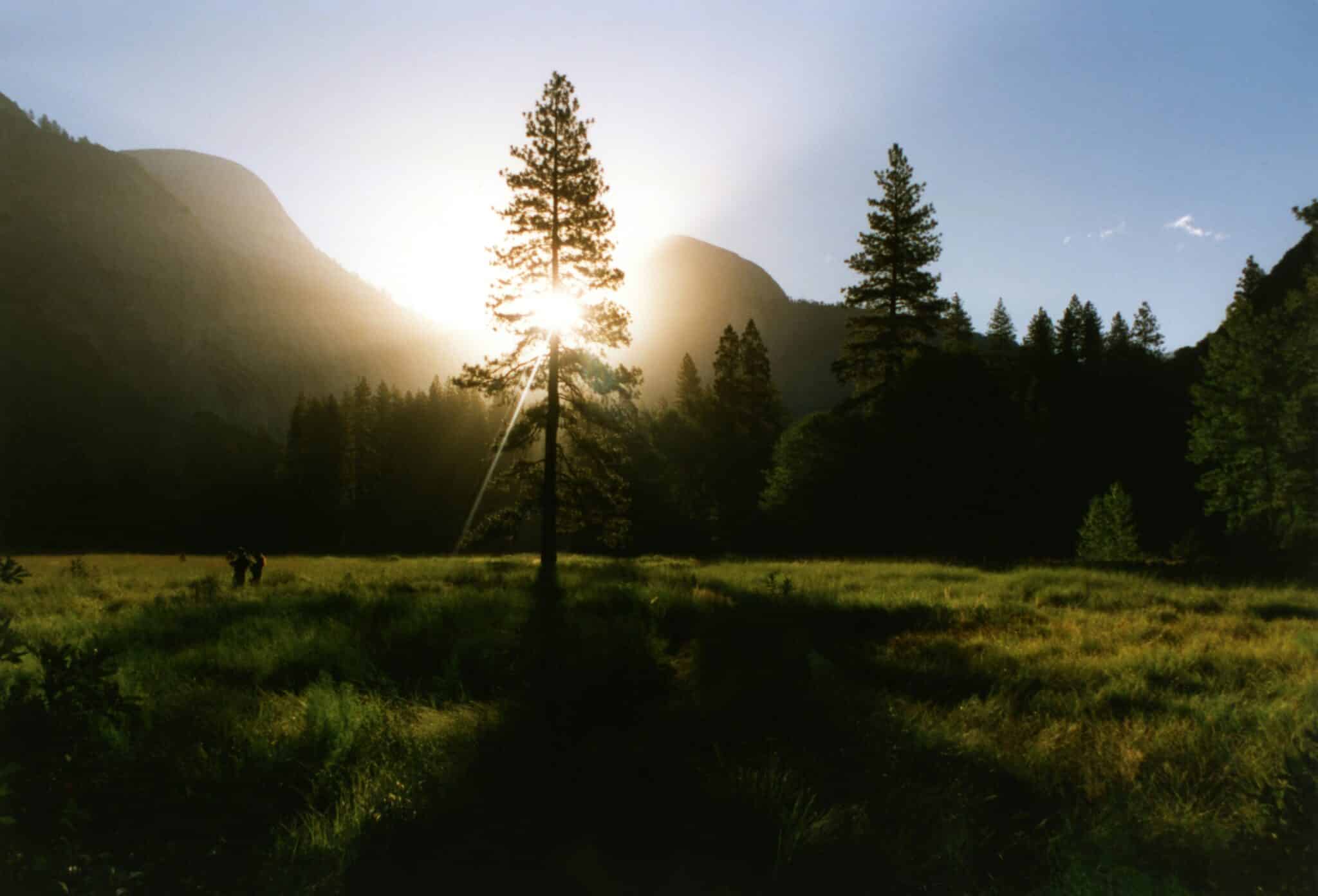 Evergreen Trees and the Everlasting God | ONE FOR ISRAEL Ministry